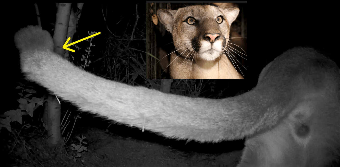 Crossing FAQ – 101 Wildlife Crossing